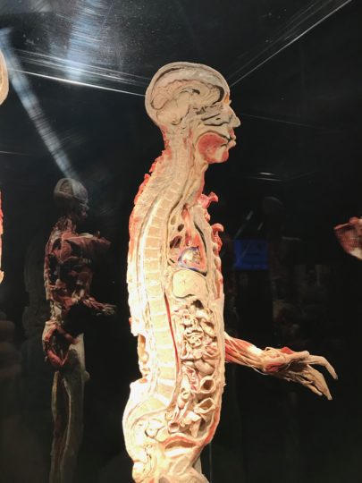 Your Amazing Body: The Inside Story - Ascension Chiropractic Health Centre