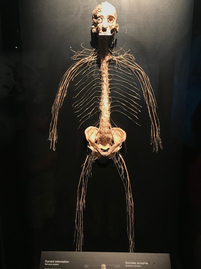 Your Amazing Body: The Inside Story - Ascension Chiropractic Health Centre